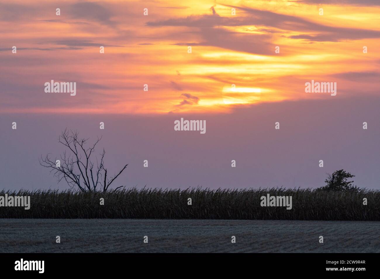 Dead corn tree hi-res stock photography and images - Alamy