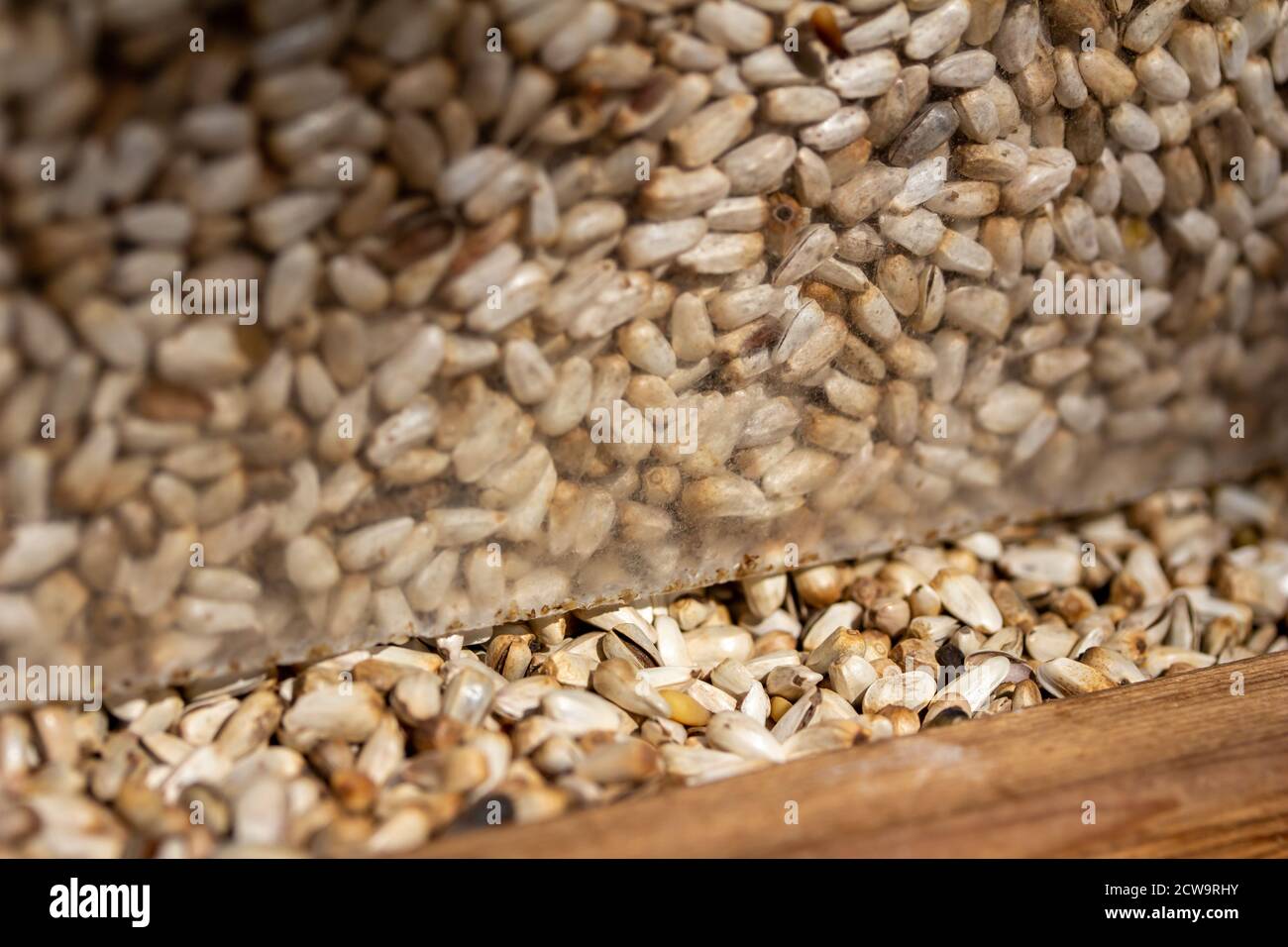 Safflower frame hi-res stock photography and images - Alamy