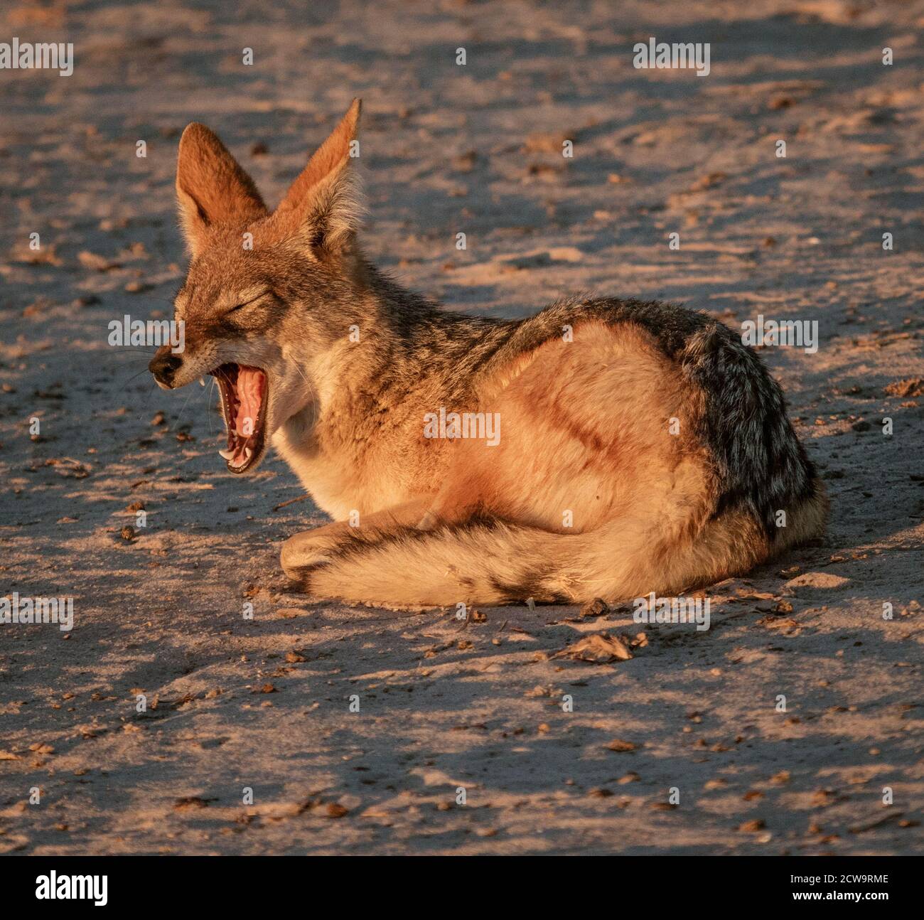 Jackal sits on the sand, yawning in Namibia Stock Photo - Alamy
