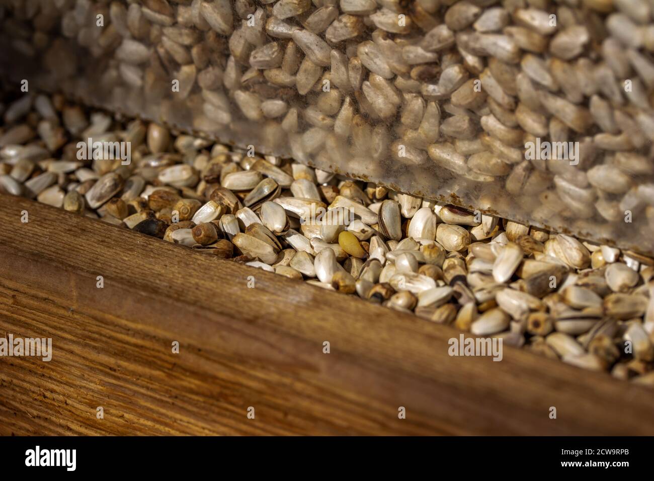 Safflower frame hi-res stock photography and images - Alamy