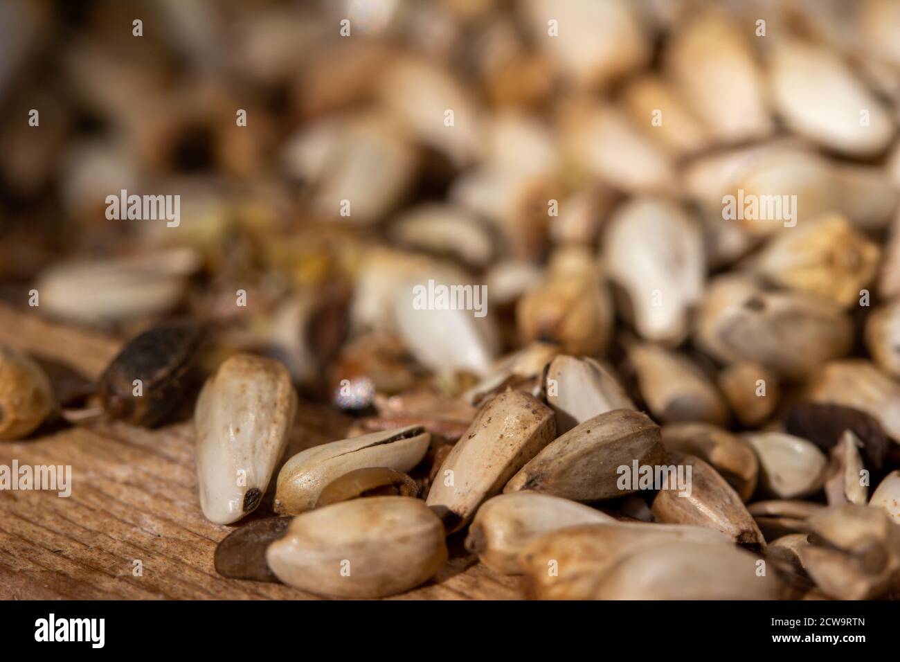 Safflower frame hi-res stock photography and images - Alamy