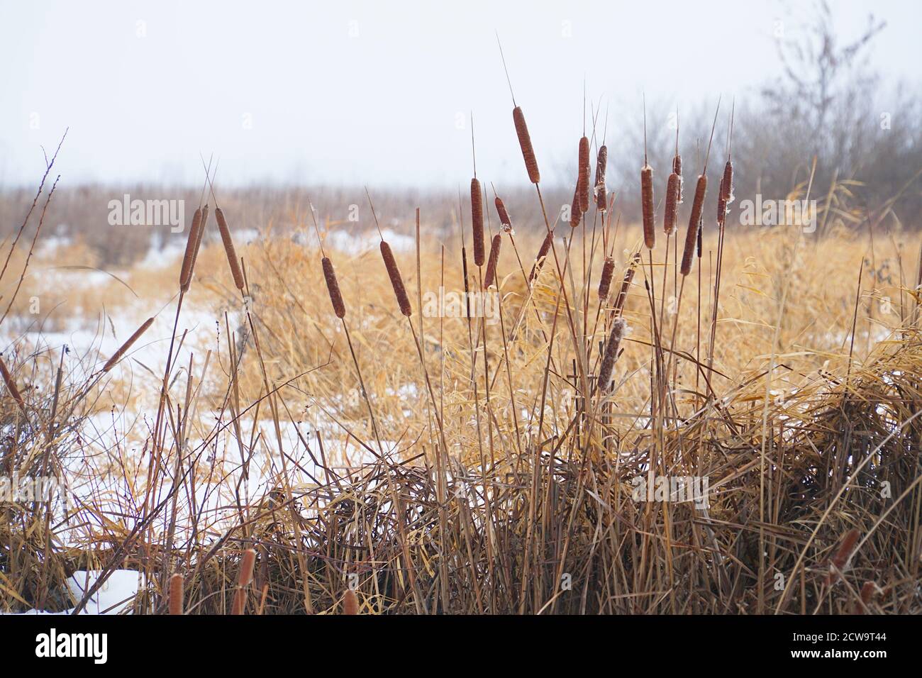 Cattail Marsh High Resolution Stock Photography and Images - Alamy
