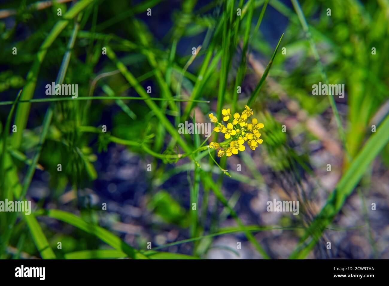Small yellow forest flowers Stock Photo - Alamy