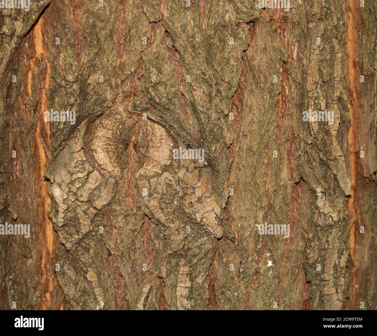 Tree bark natural texture background close up Stock Photo - Alamy