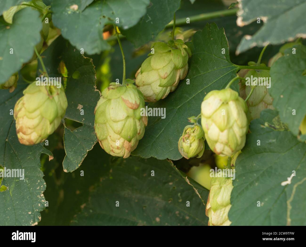 Humulus lupulus growing - material for beer production Stock Photo - Alamy