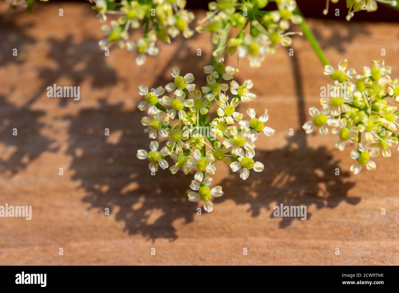 Macro texture view of delicate lacy flower blossoms on s parsley herb ...