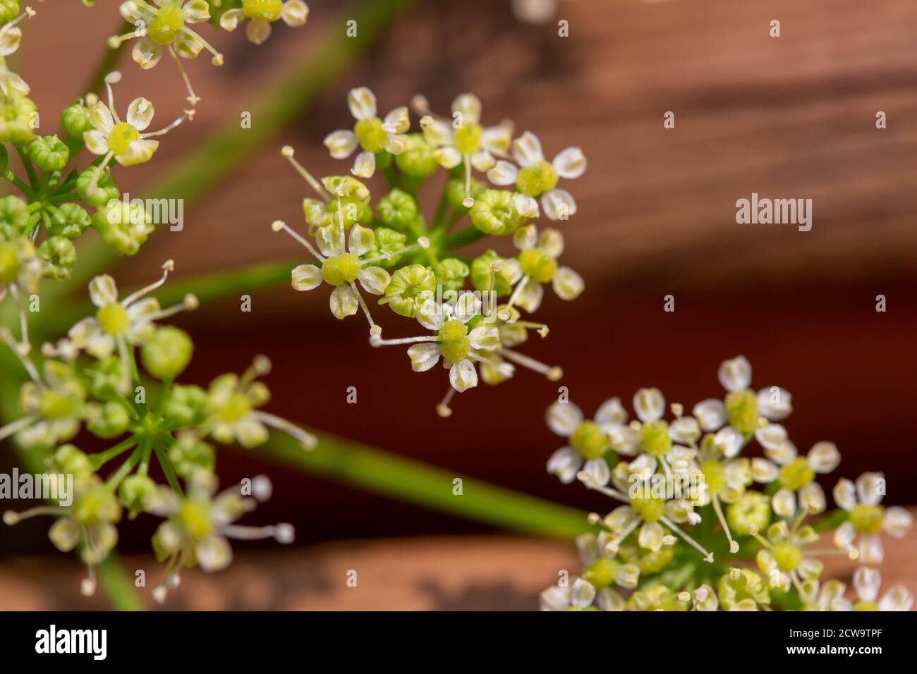 Macro texture view of delicate lacy flower blossoms on s parsley herb ...