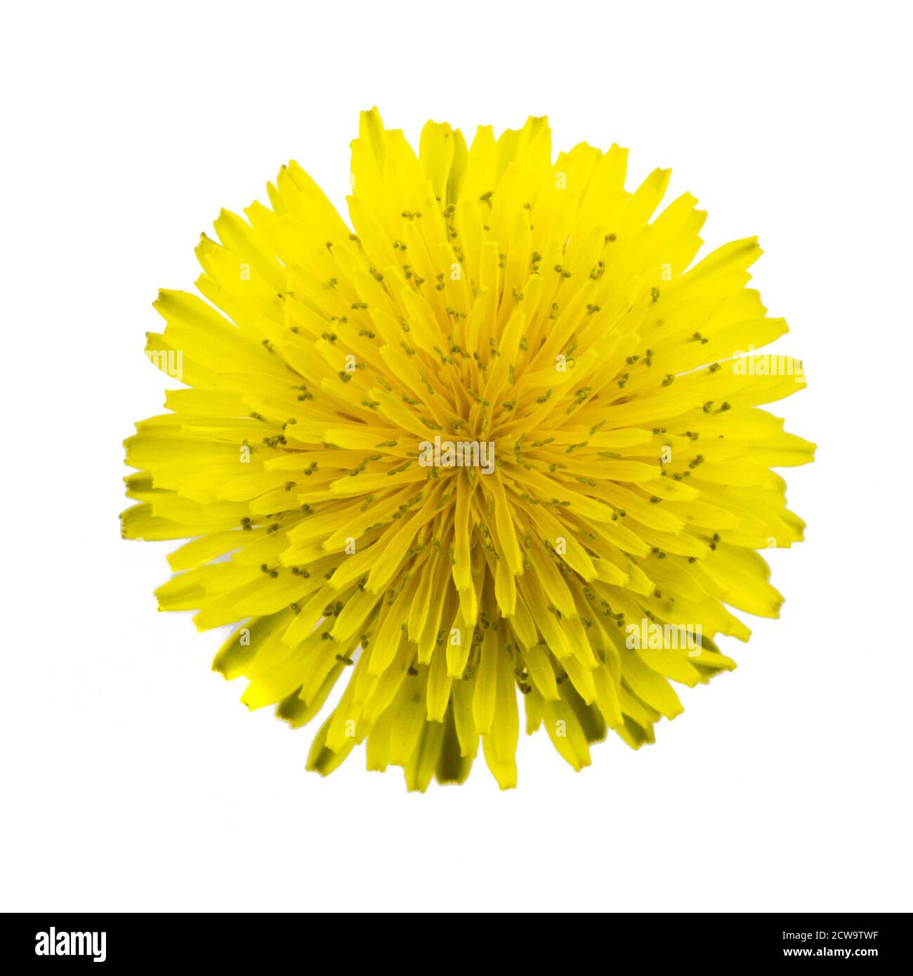 White dandelion bud on Cut Out Stock Images & Pictures - Alamy