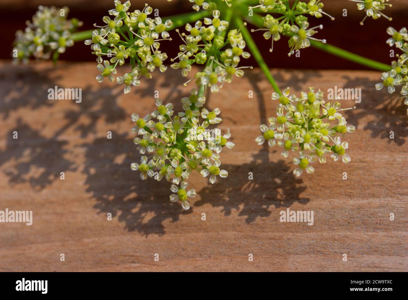 Macro texture view of delicate lacy flower blossoms on s parsley herb ...