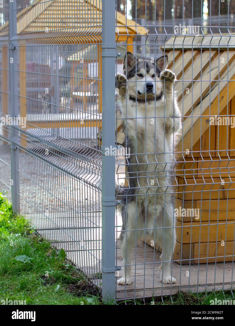 Beautiful and kind shepherd Alaskan Malamute stood on its hind legs ...