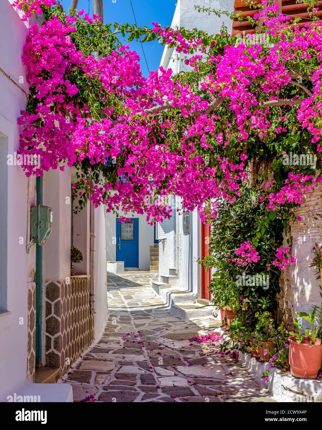 Picturesque alley in Prodromos Paros greek island with a full blooming ...