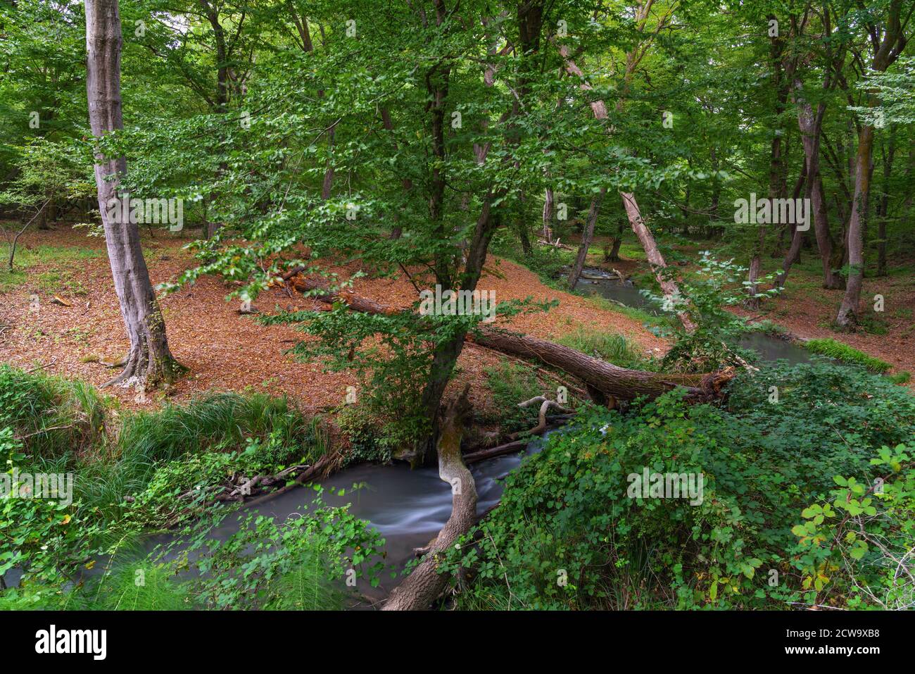 Dense green forest hi-res stock photography and images - Alamy