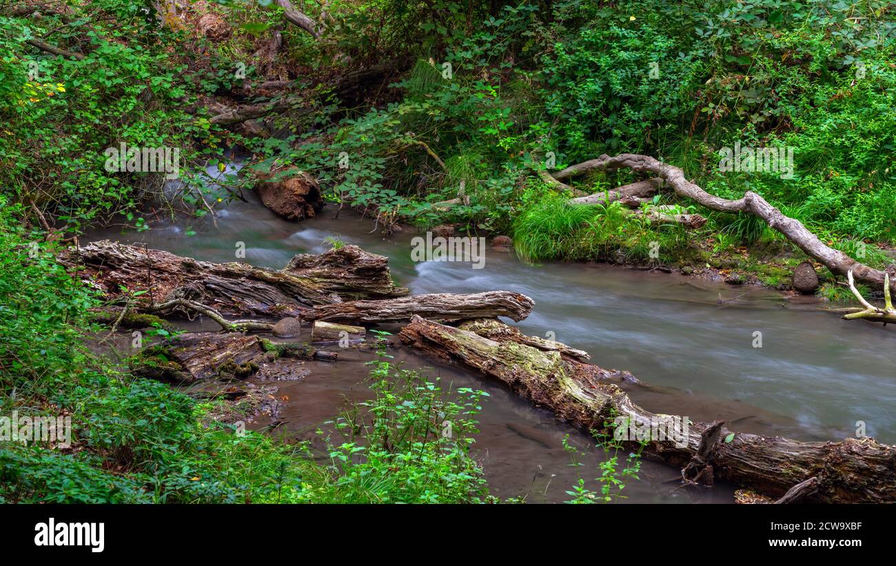 Small river in a dense green forest Stock Photo - Alamy