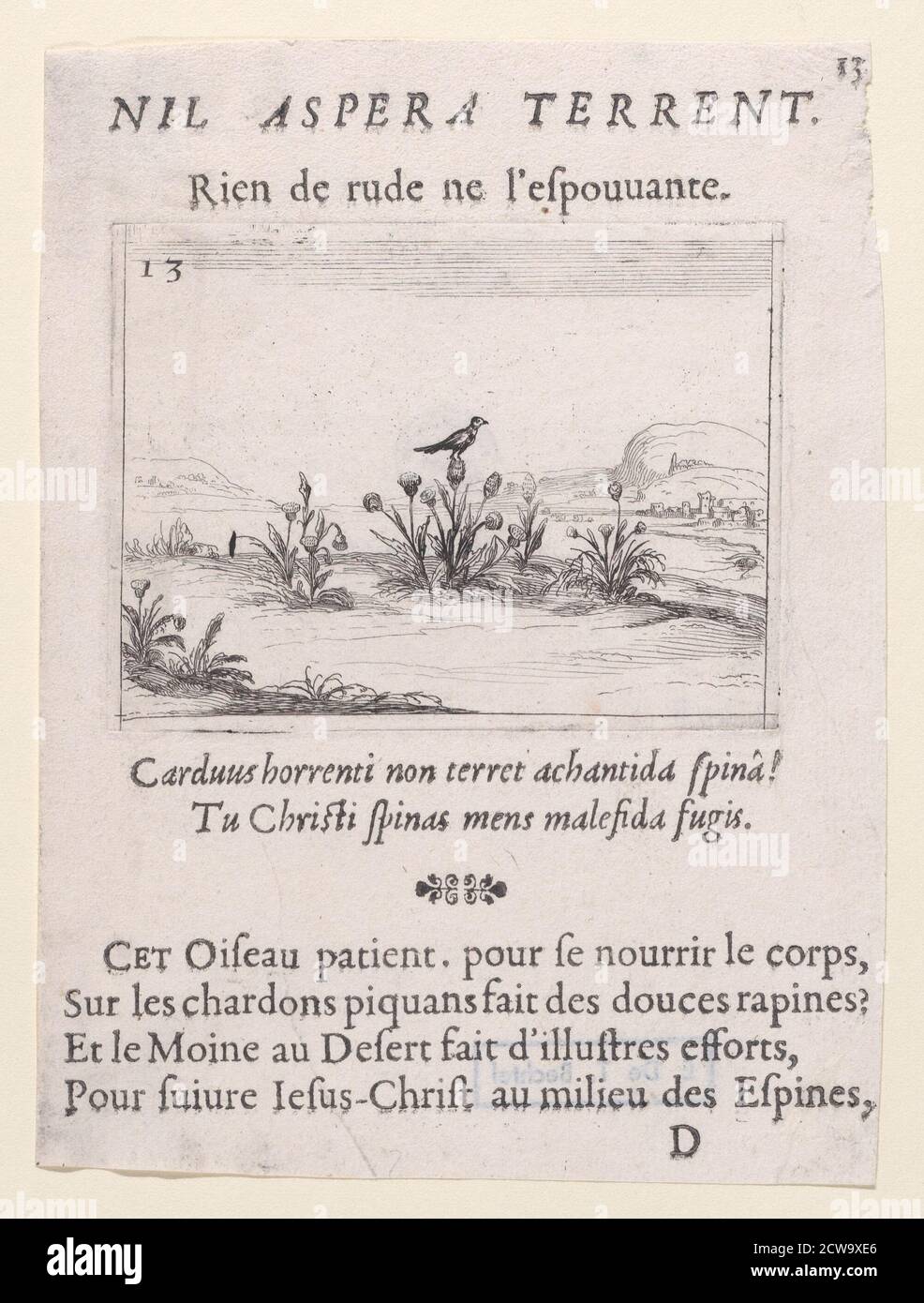 Chardon thistle hi-res stock photography and images - Alamy