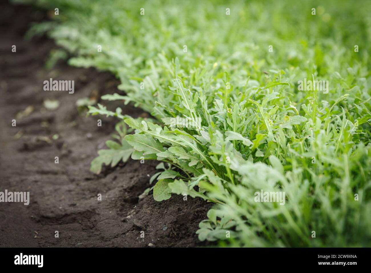 Arugula growing in a soil in a greenhouse. Agricaltural production ...