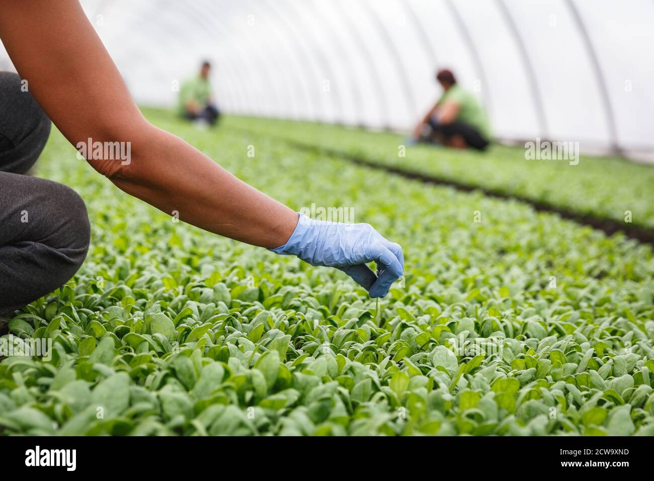 Hand in a glove weeding spinach growing in a soil in a greenhouse ...