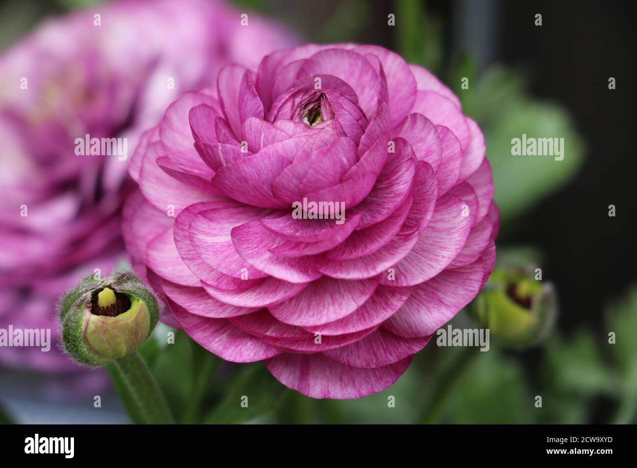 Pink ranunculus hi-res stock photography and images - Alamy