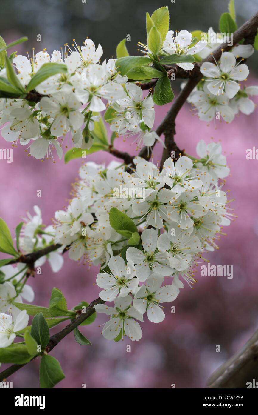 white blossom of mirabellen plum tree macro Stock Photo - Alamy