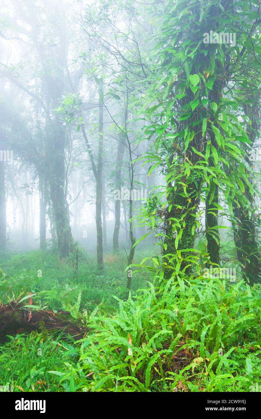 Tropical rainforest in the mist hi-res stock photography and images - Alamy