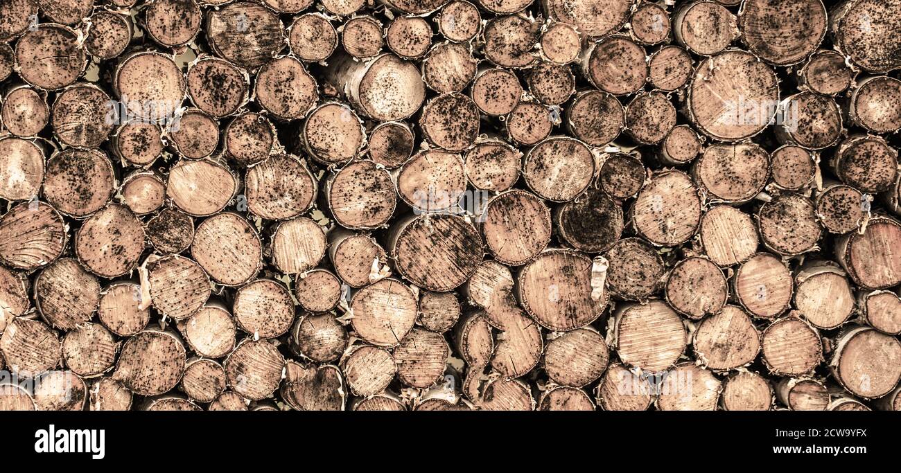 Round teak woods trees circle stumps cutted group. Deforestation. Tree ...