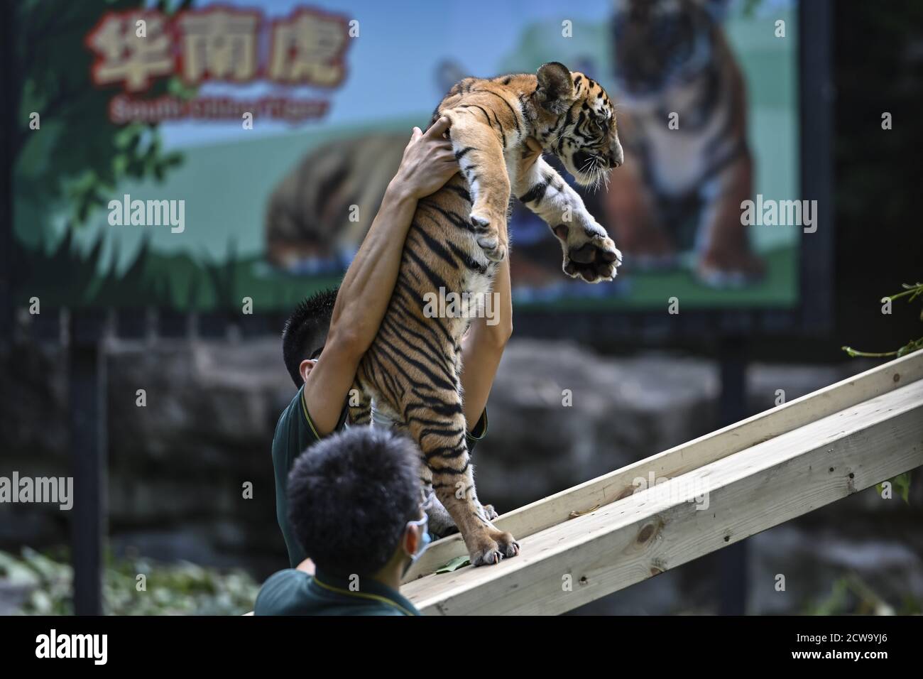 Guangzhou, China. 28th Sep, 2020. The South China tiger twins babies ...