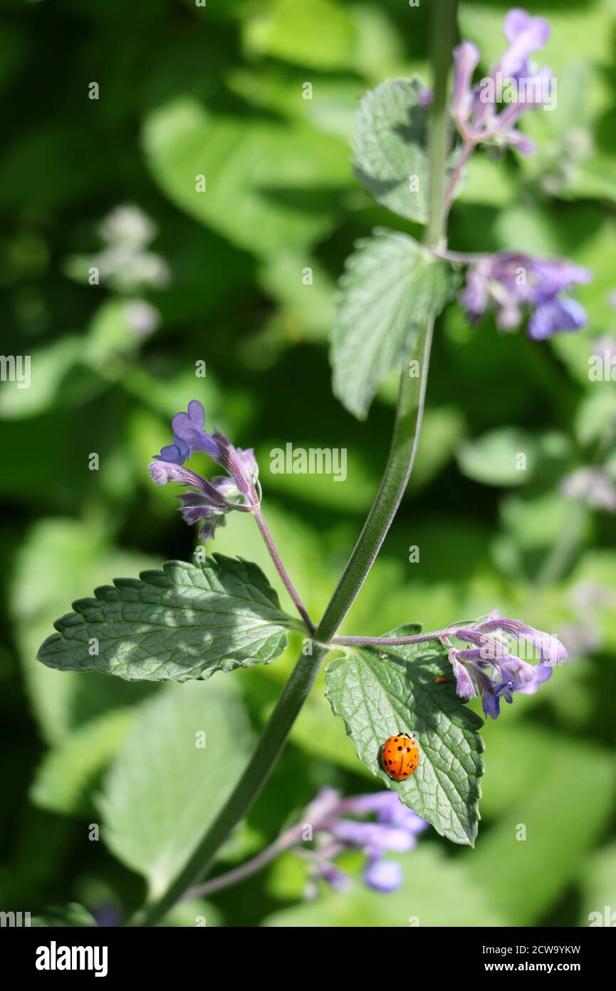 Catnip purple flower hi-res stock photography and images - Alamy
