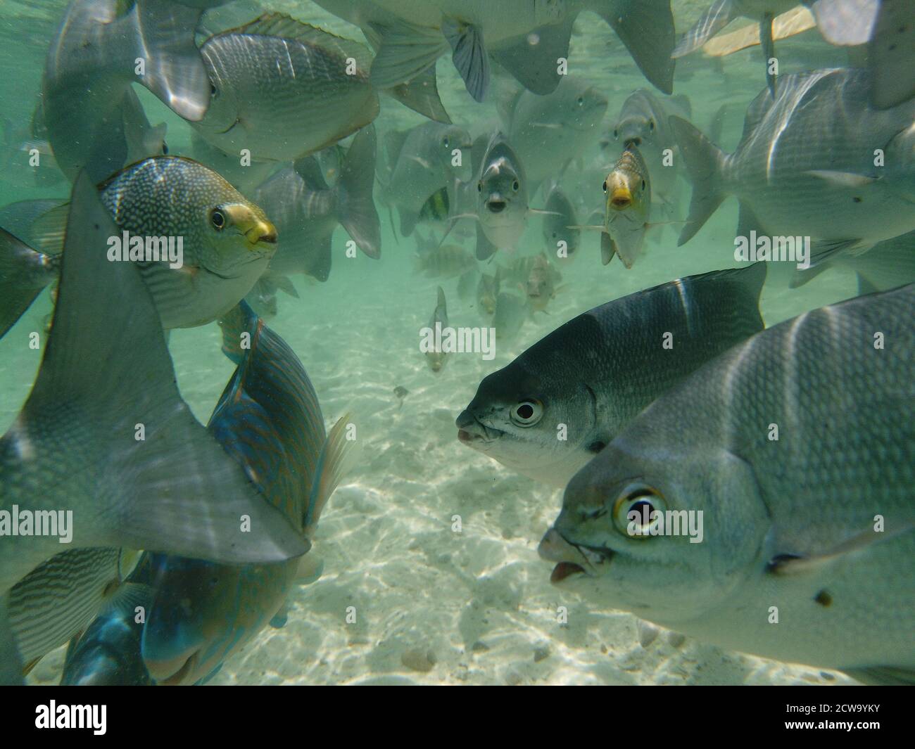 Freshwater fishes of malaysia hi-res stock photography and images - Alamy
