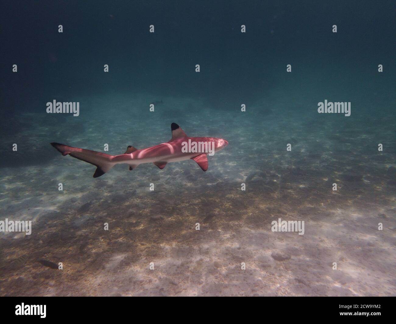 Shark swim underwater hi-res stock photography and images - Alamy