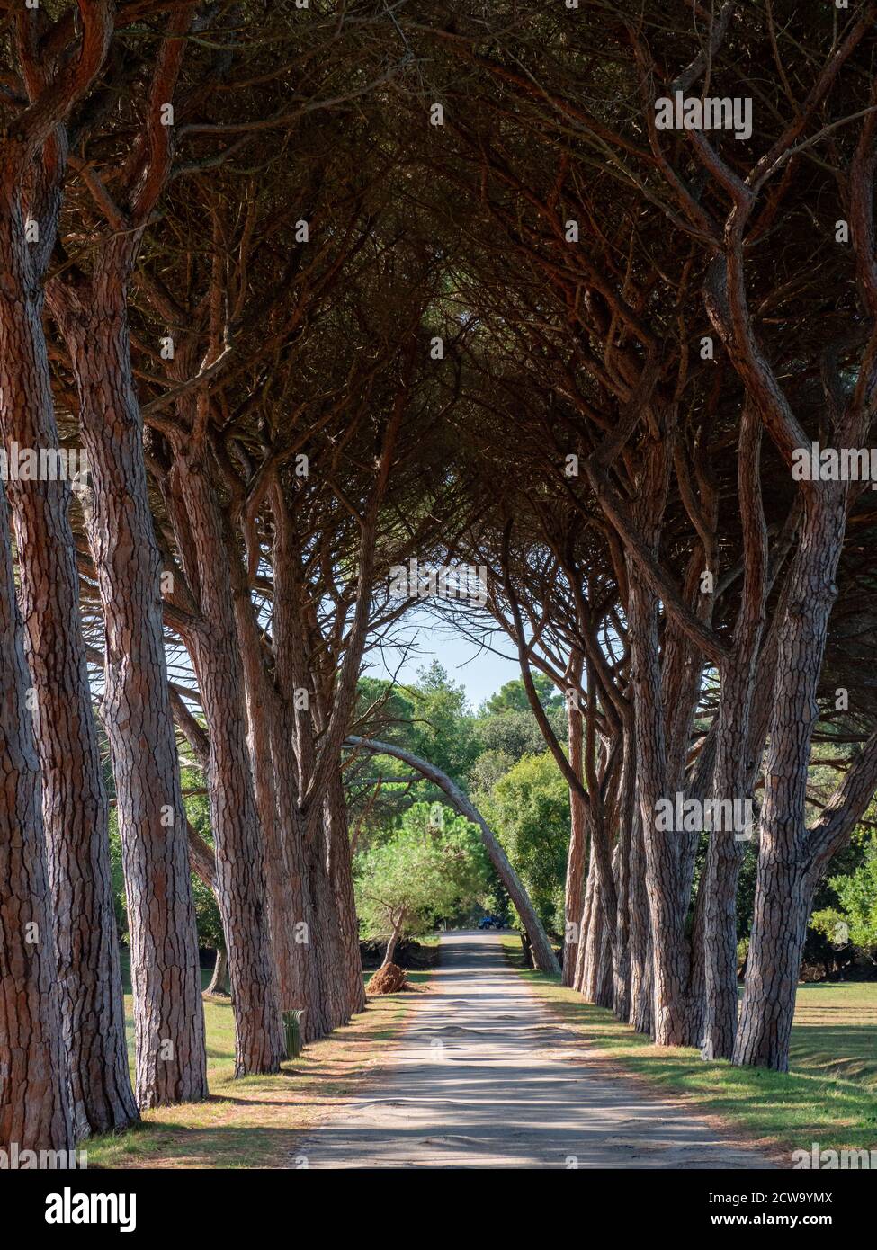 Aligned branches hi-res stock photography and images - Alamy