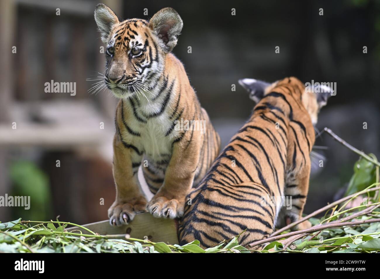 Guangzhou, China. 28th Sep, 2020. The South China tiger twins babies ...
