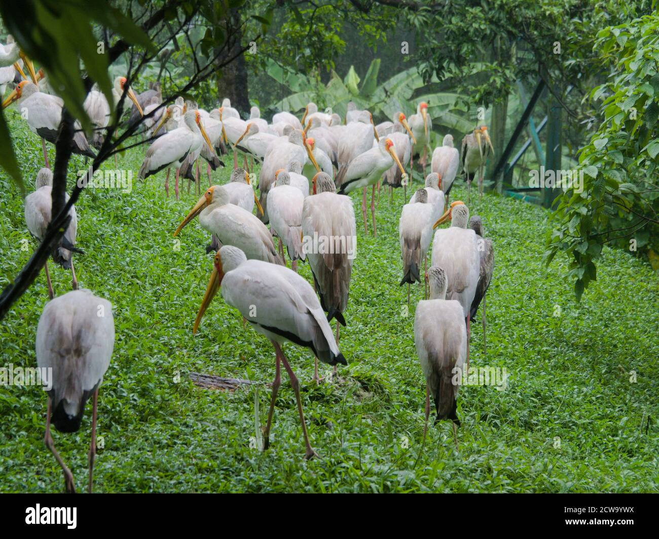 Bird colonies hi-res stock photography and images - Alamy