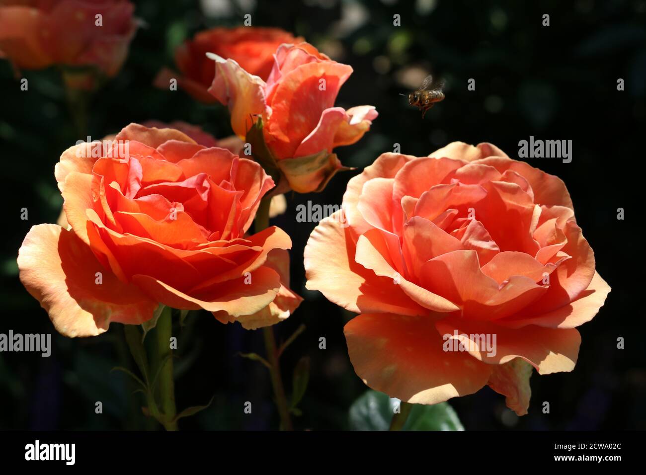 Rose the time rose hi-res stock photography and images - Alamy