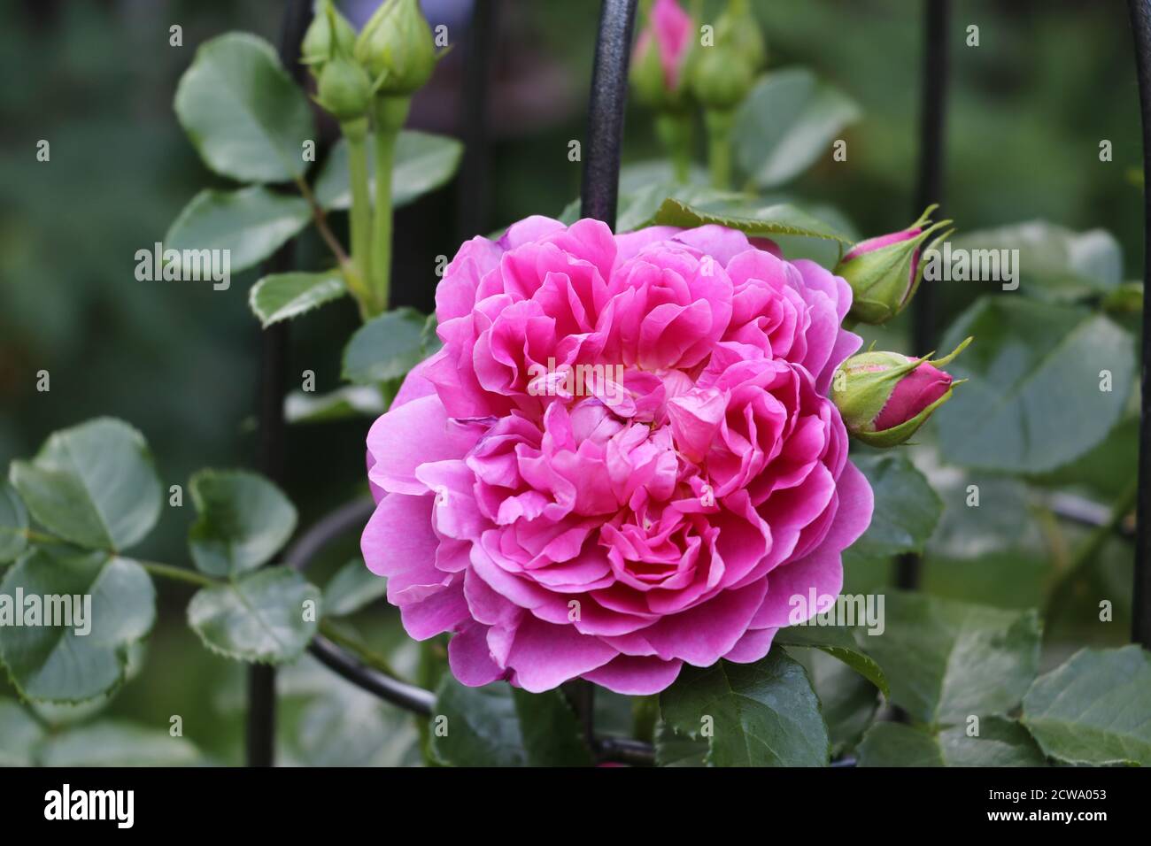 pink english rose Princess Anne macro Stock Photo - Alamy