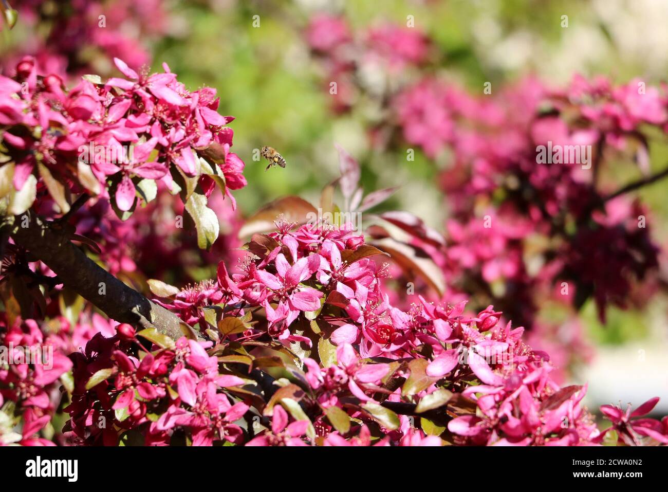 Bee pink blooming tree hi-res stock photography and images - Alamy