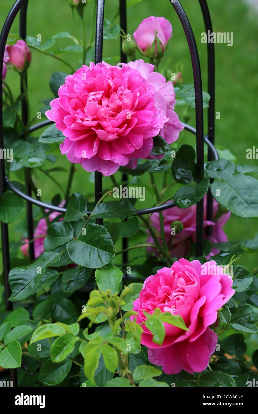 english rose in pink Princess Anne macro Stock Photo - Alamy