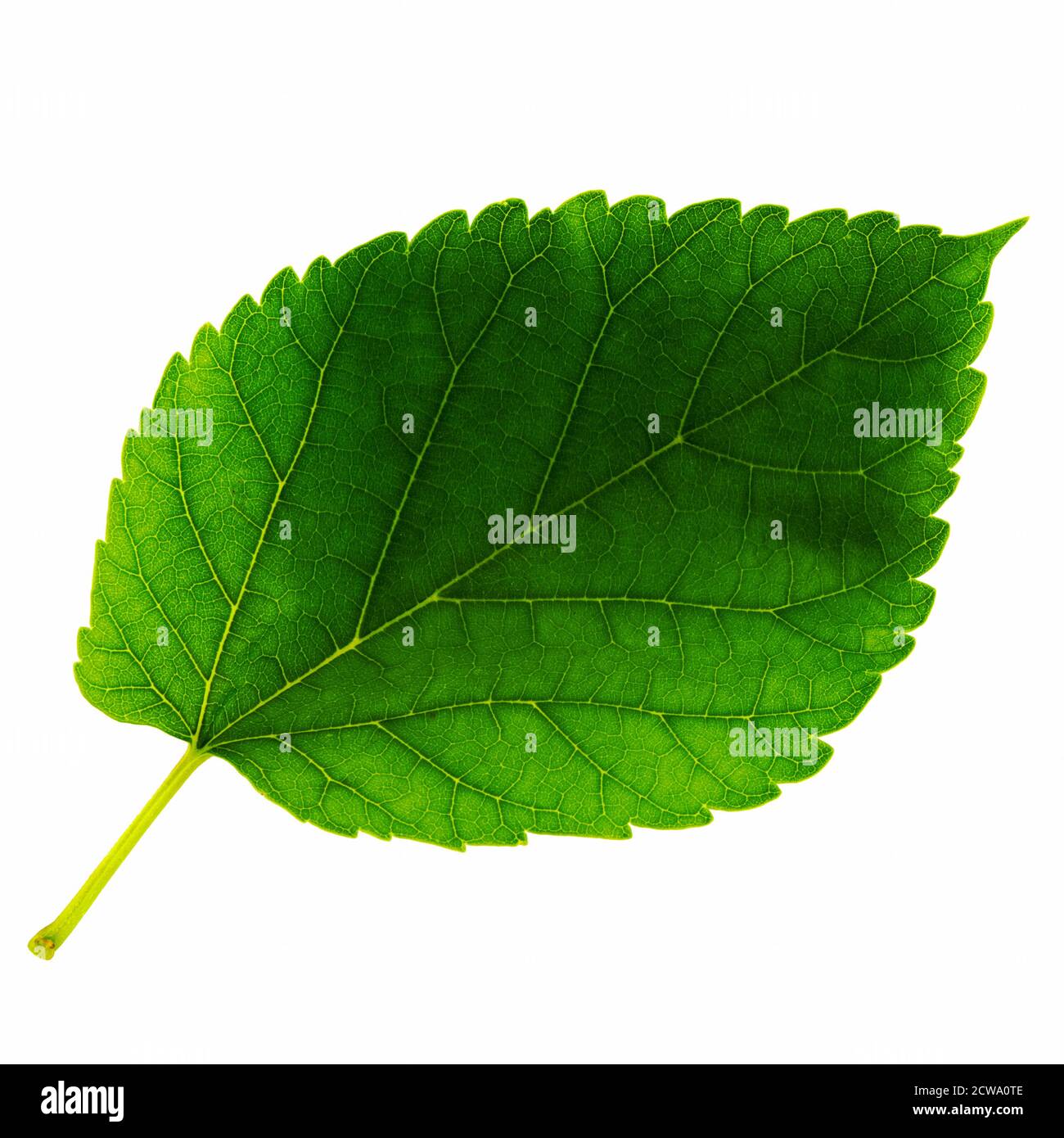 one green leaf of mulberry isolated on the white background, top side ...
