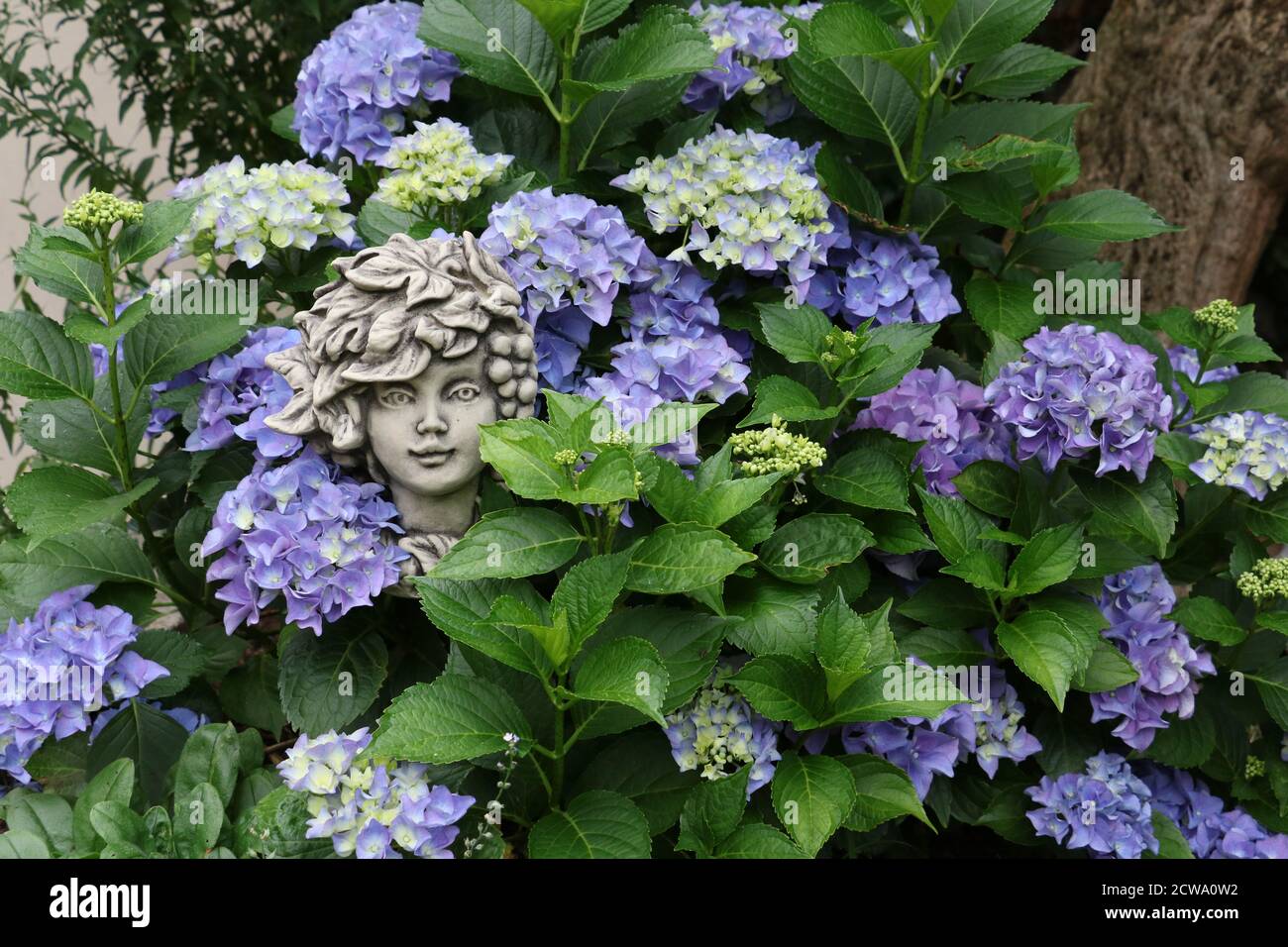 Hydrangea endless summer blue hi-res stock photography and images - Alamy