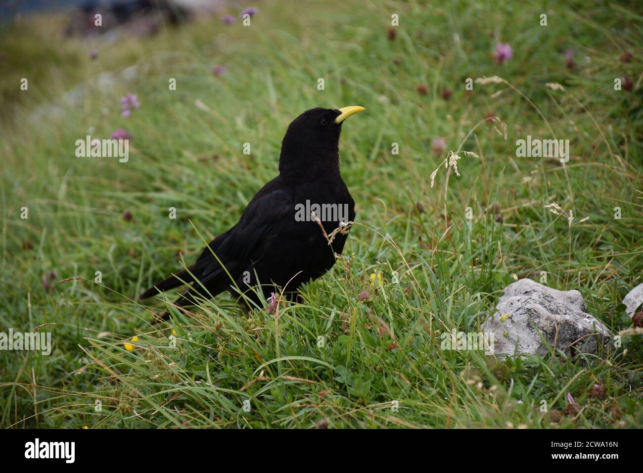 Alpine chough or yellow-billed chough (Pyrrhocorax graculus Stock Photo ...