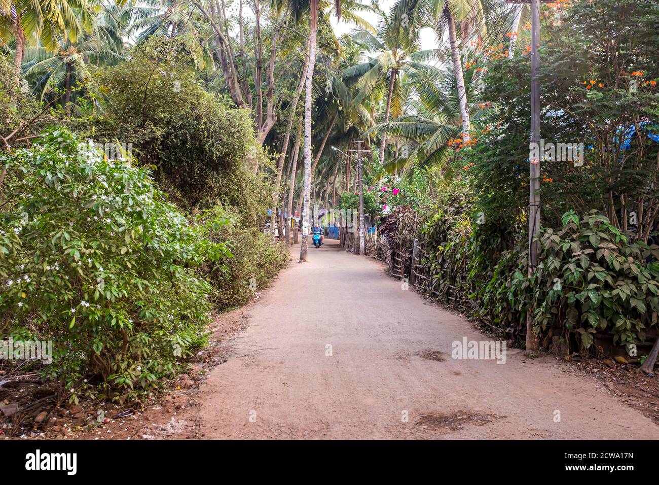 Lush vegetation on Agonda Beach Road in Agonda in Goa, India Stock ...