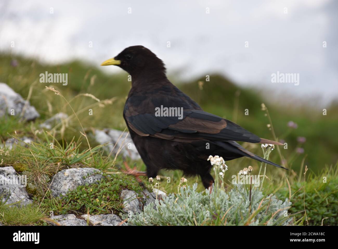 Alpine chough or yellow-billed chough (Pyrrhocorax graculus Stock Photo ...