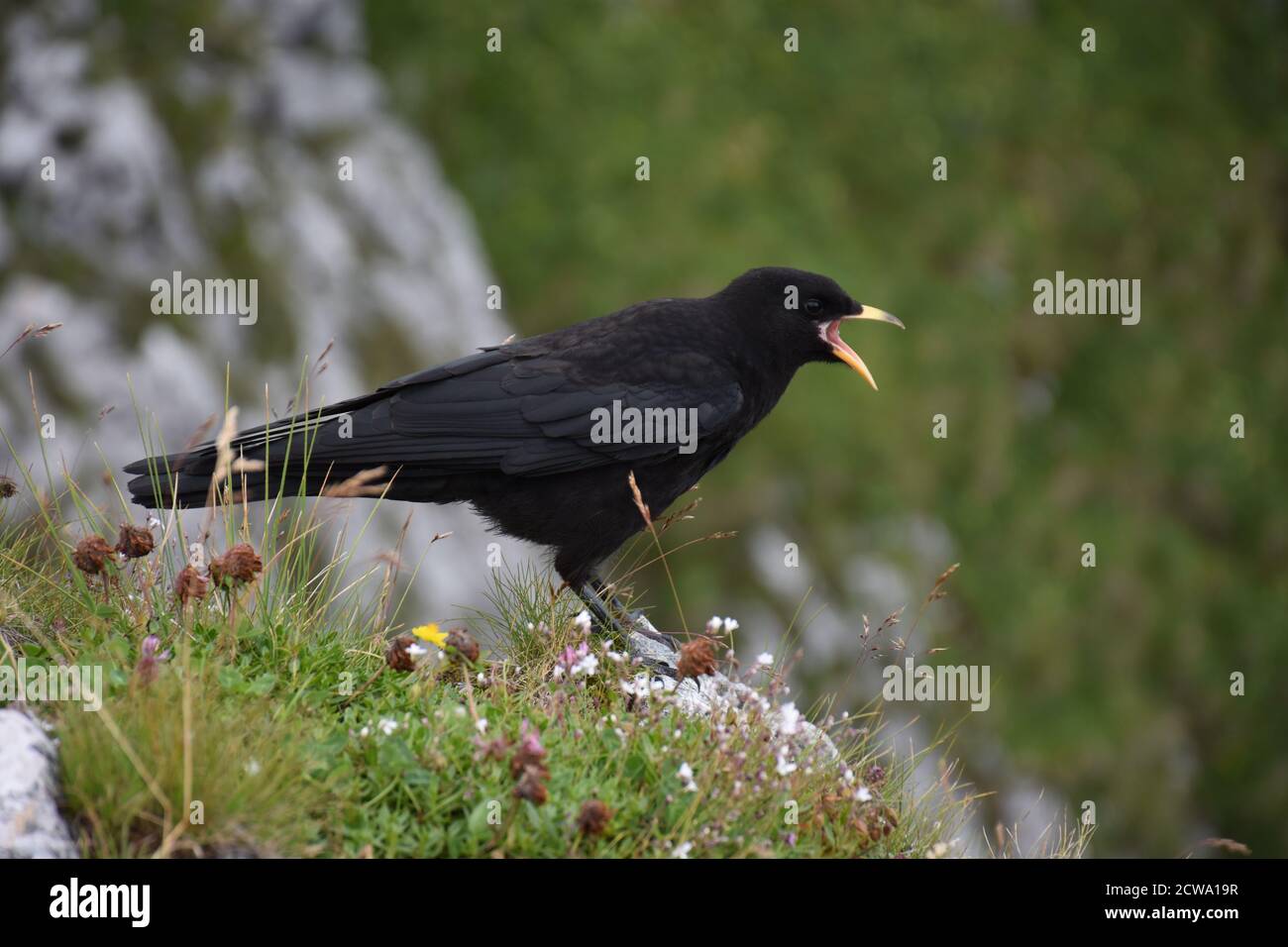 Alpine chough or yellow-billed chough (Pyrrhocorax graculus Stock Photo ...