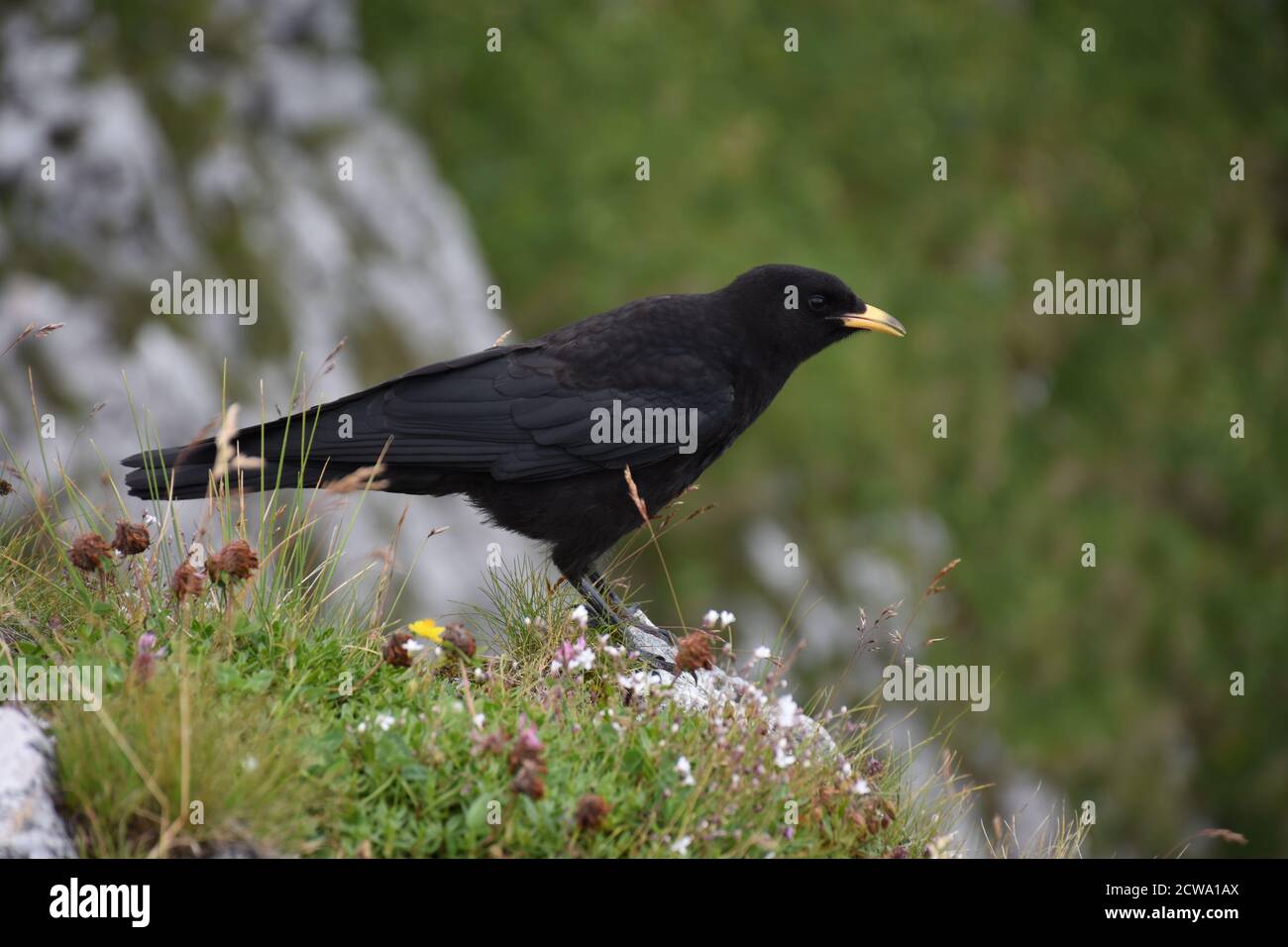 Alpine chough or yellow-billed chough (Pyrrhocorax graculus Stock Photo ...