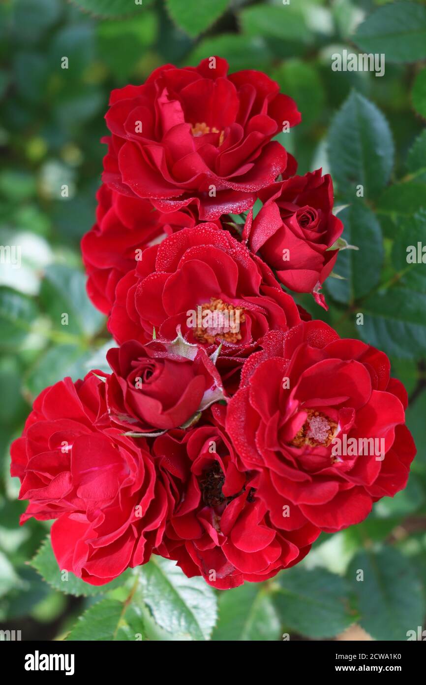 red rose with morning dew Stock Photo - Alamy