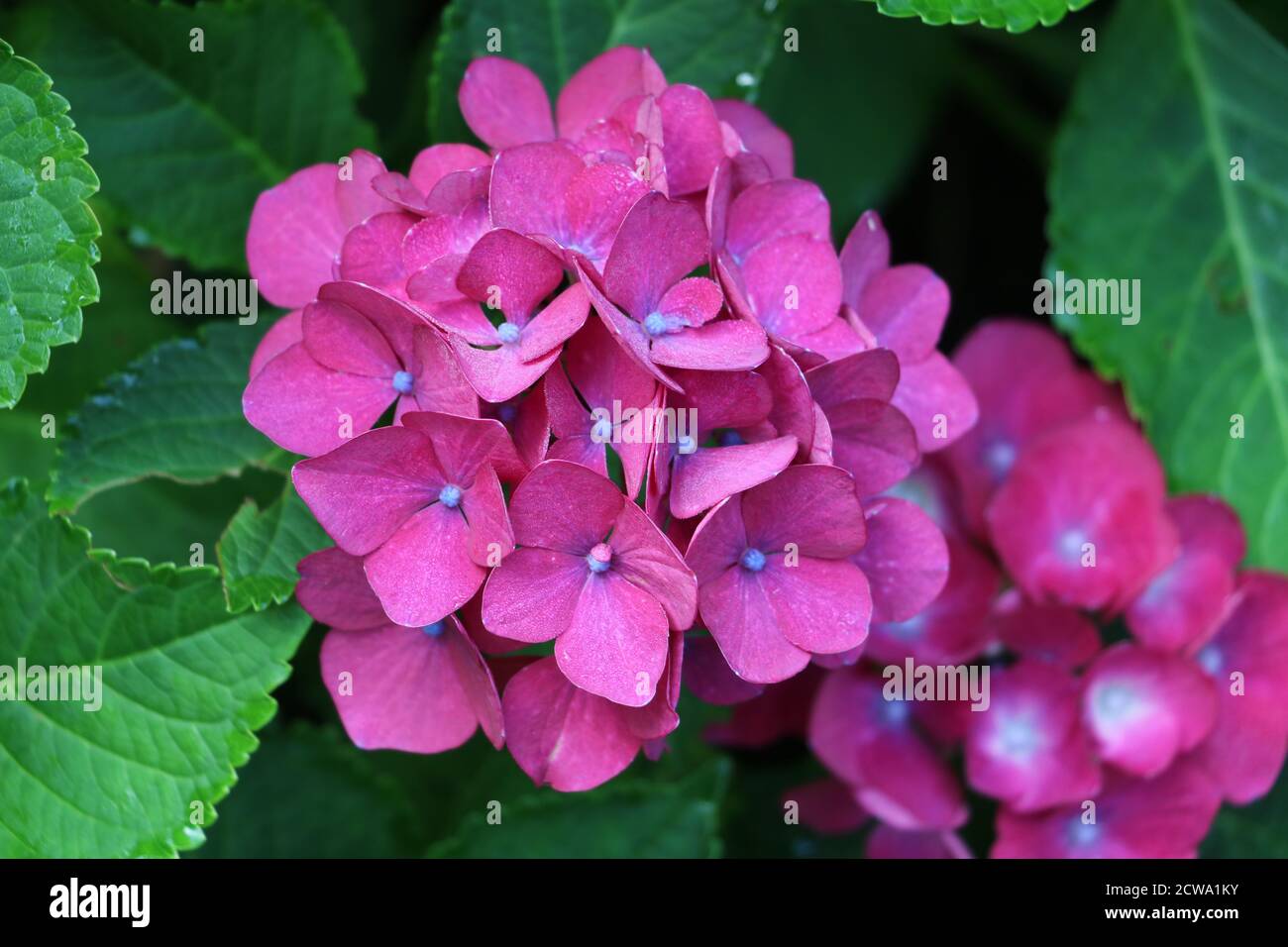 pink flowers of hydrangea macrophylla Endless summer Stock Photo - Alamy