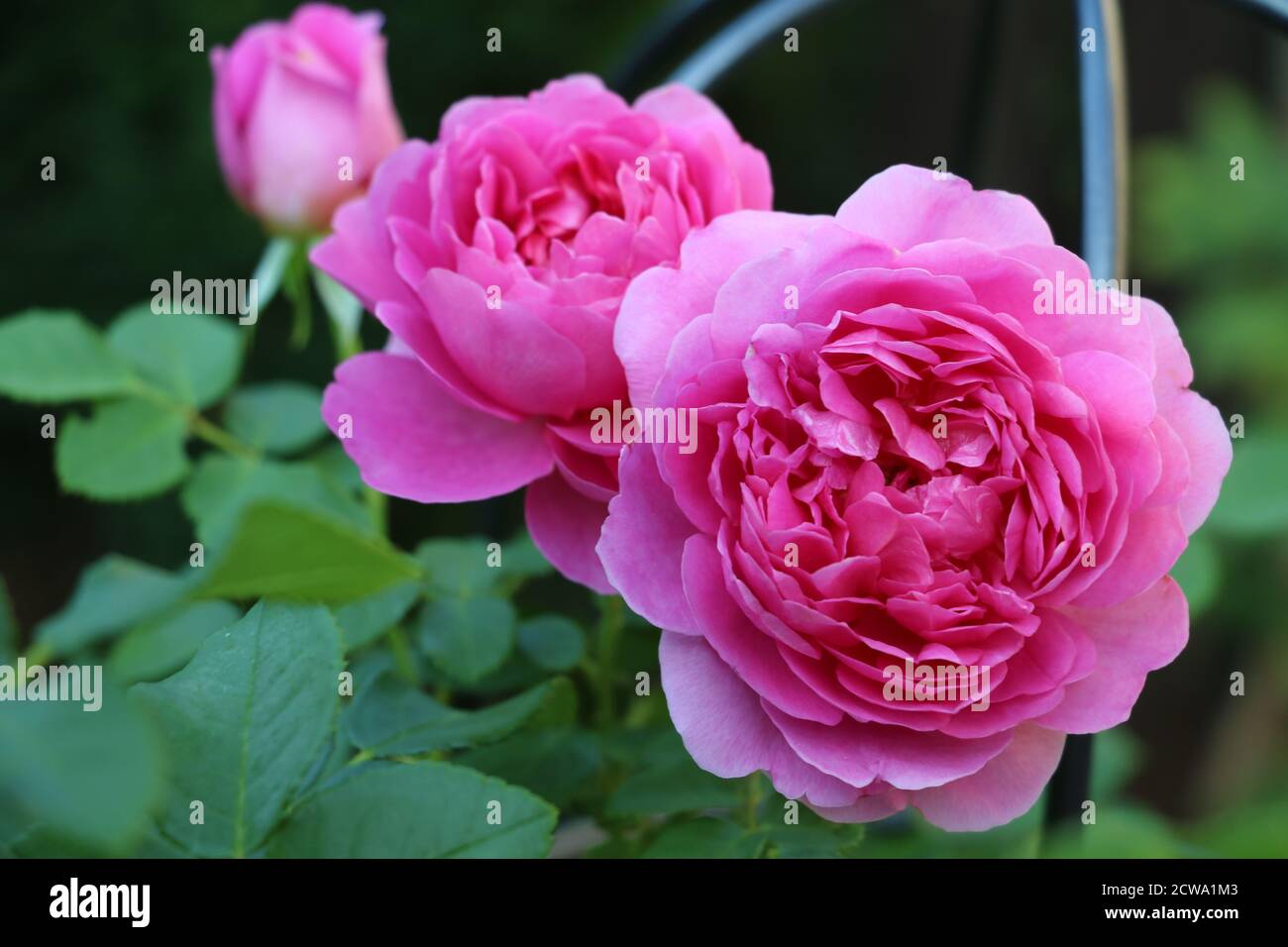 Rose princess hi-res stock photography and images - Alamy