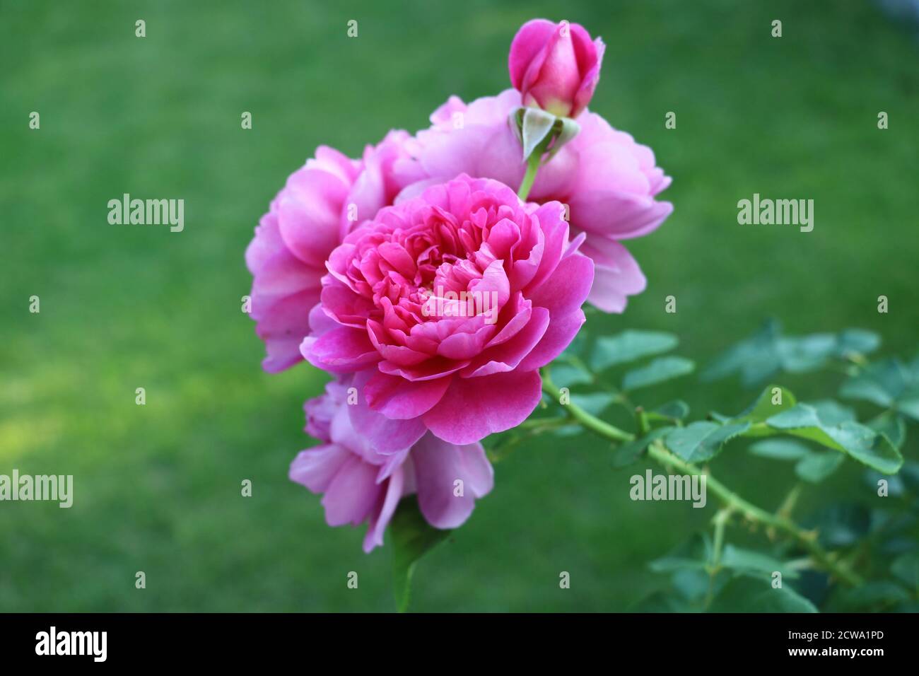 Rose princess hi-res stock photography and images - Alamy