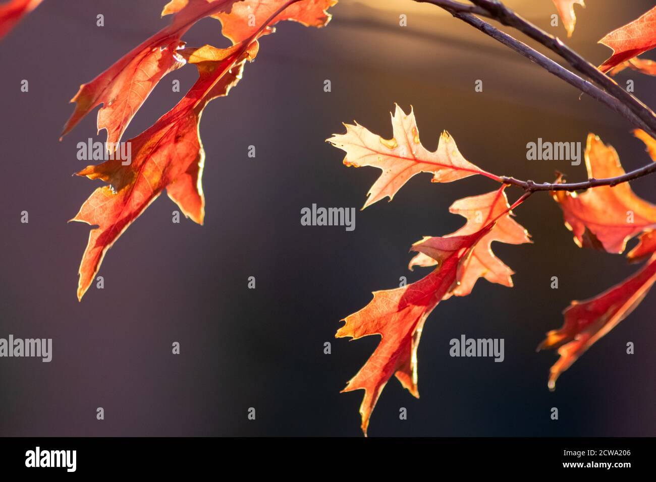 Golden october with colorful leaves shines with golden backlight in ...