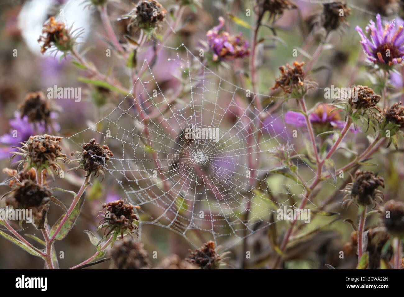 Cobweb autumn hi-res stock photography and images - Alamy