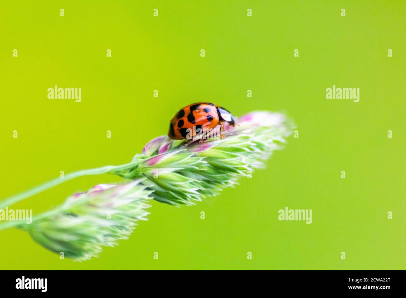 Cute little ladybug with red wings and black dotted hunting for plant ...