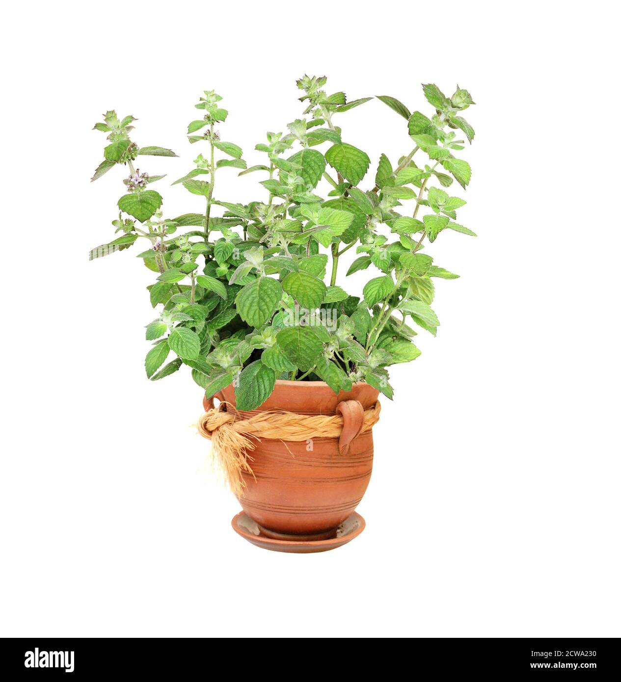 Bush leaves close up in Cut Out Stock Images & Pictures - Alamy